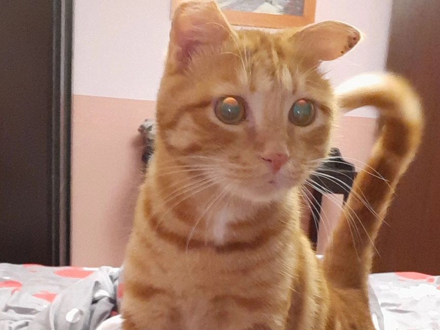 Отдам кота Персика в новый дом