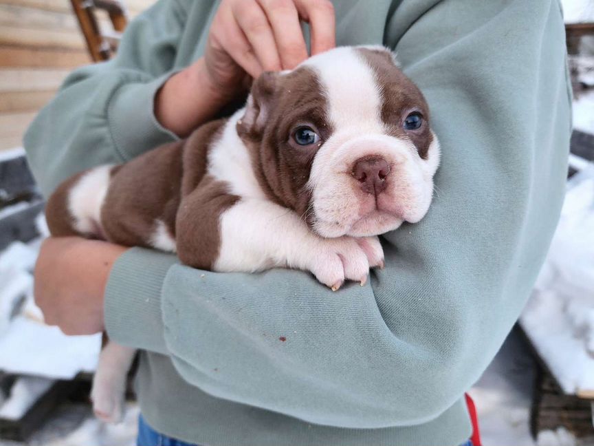 Ам. Булли, мини девочка