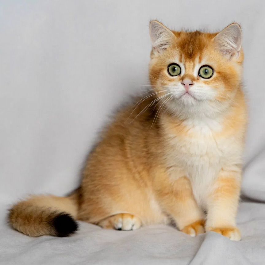 Британский короткошёрстный котёнок