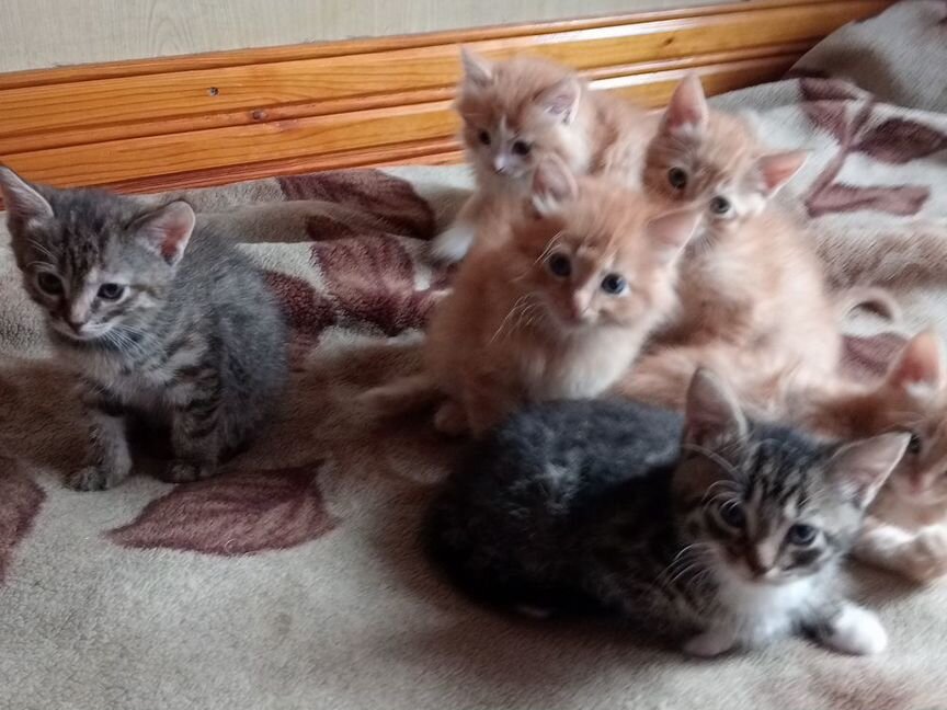 Котята отдам даром, девочки, мальчики