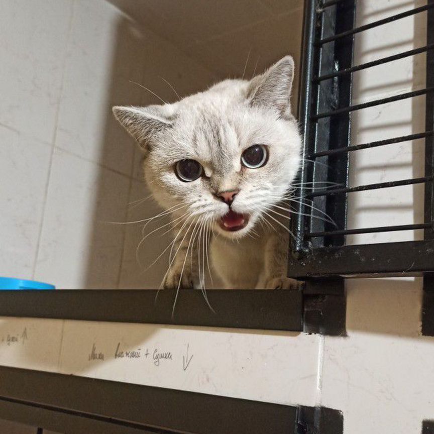 Кошка в добрые руки