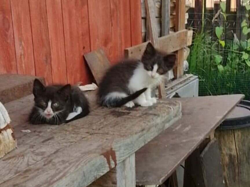 У котят с дач остался месяц