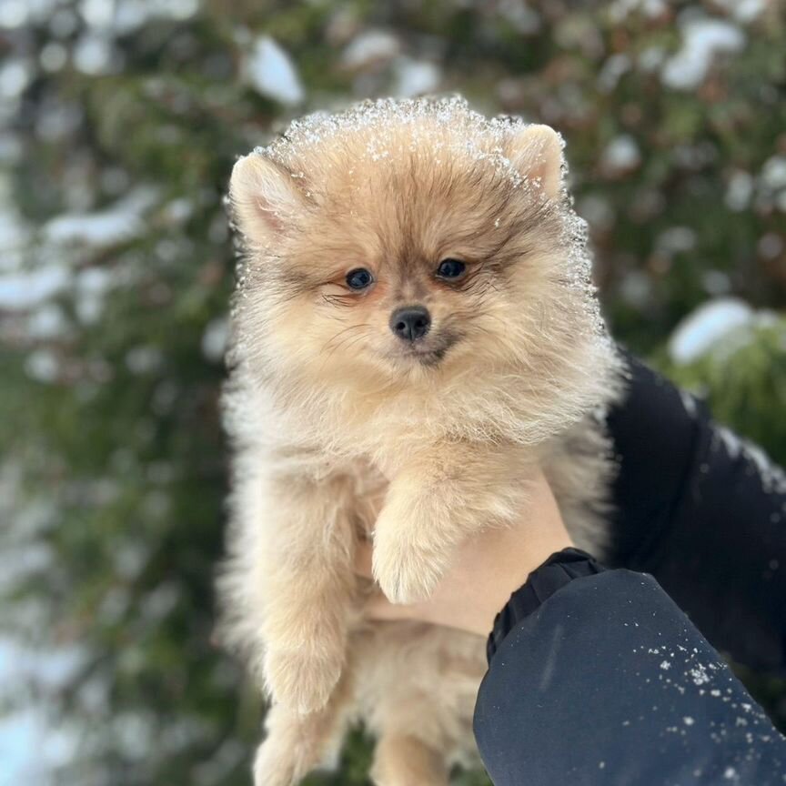 Мини мальчик померанец