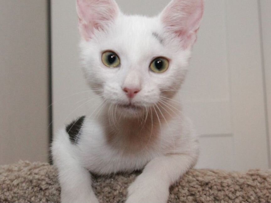 Белый ласковый котенок в добрые руки