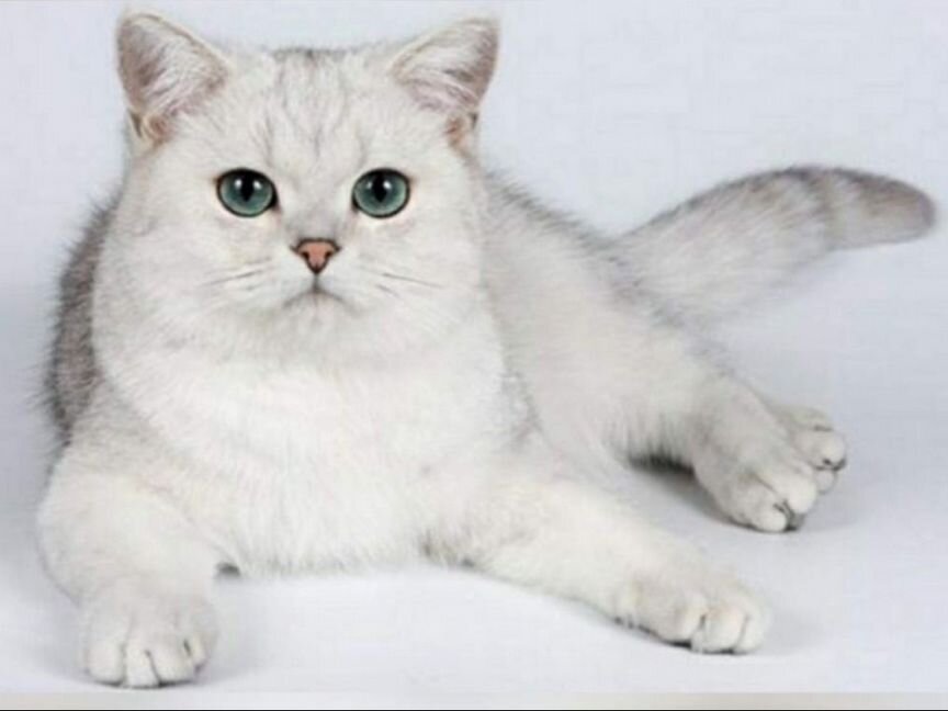 Британская кошка Серебристая Шиншилла