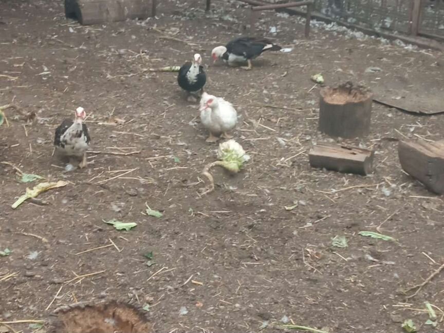 Утки шипуны, кролики