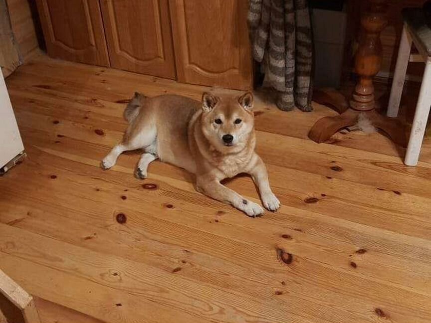 Собака породы ину сиба в добрые руки бесплатно