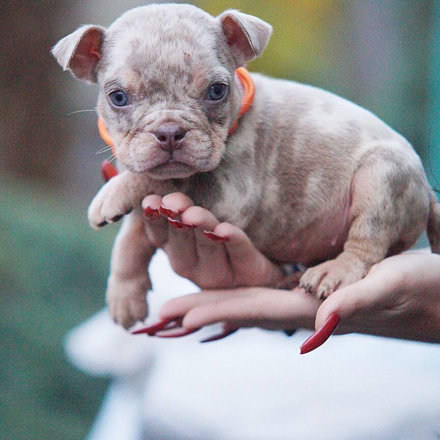 Американский булли, щенок