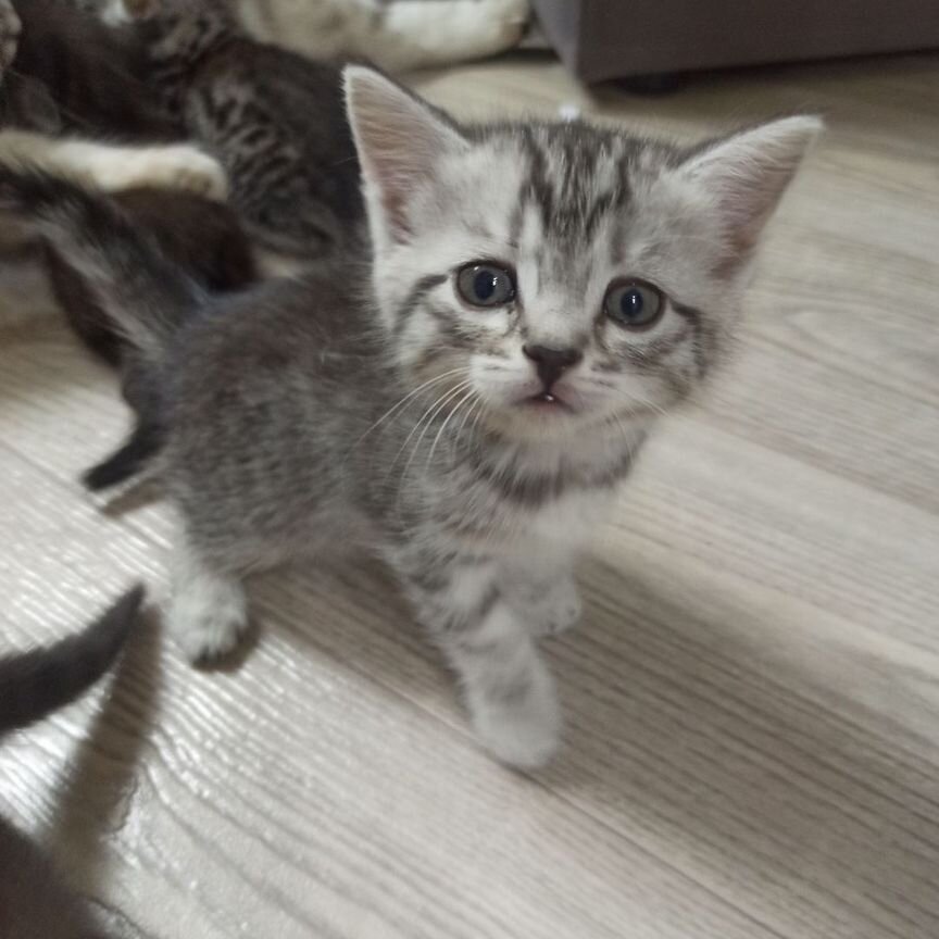 Котята