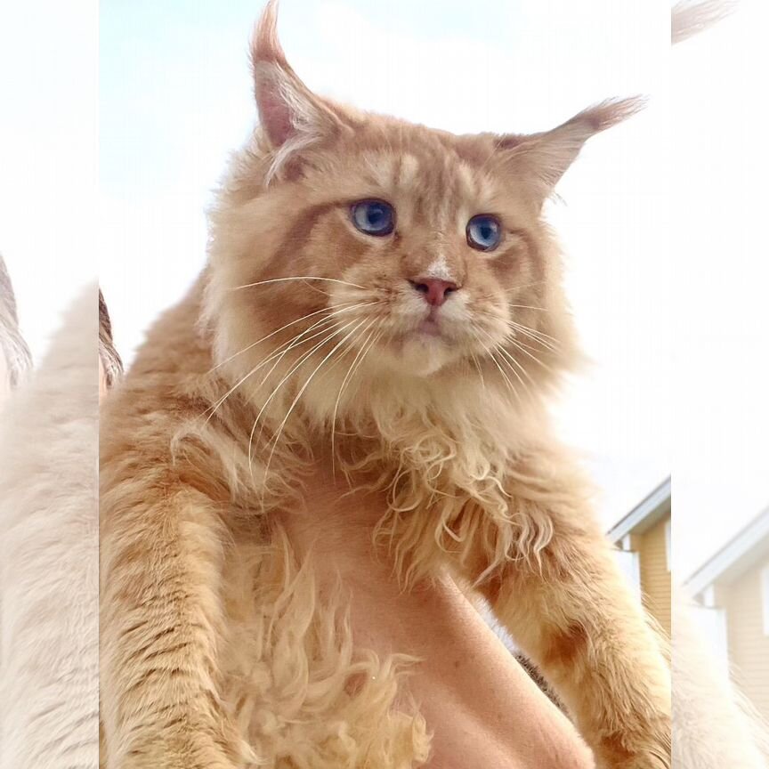 Мейн-кун котёнок