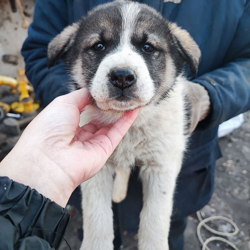 Девочки ищут дом