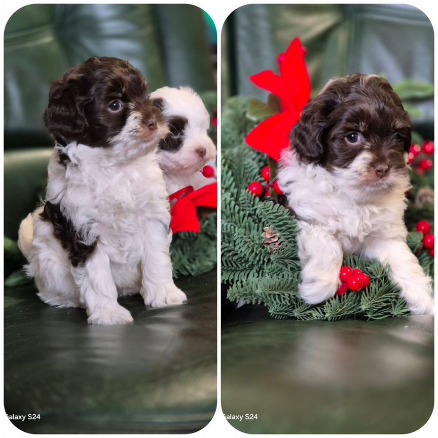 Мальчик мальтипу бело-шоколадняц maltipoo