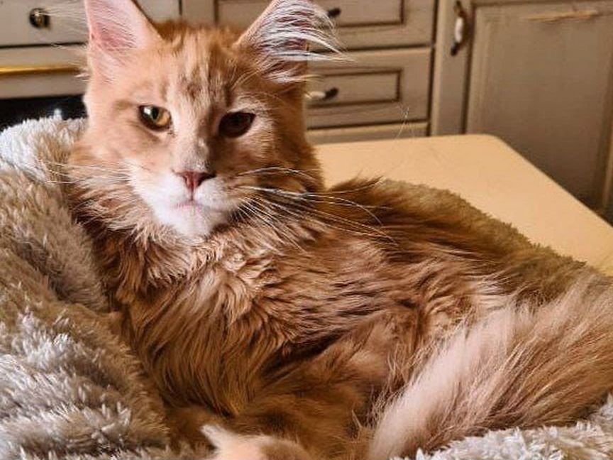 Мейн-кун подросток