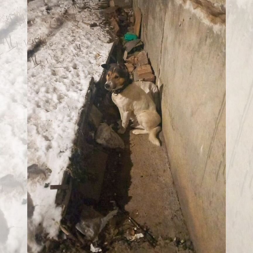 Чья собака на улице пропадает