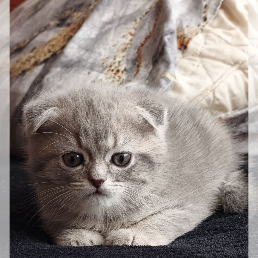 Шотландский вислоухий короткошёрстный котёнок