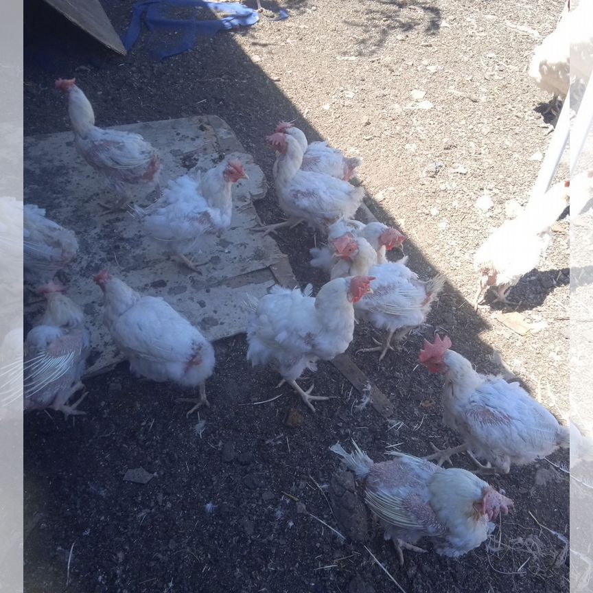 Куры минорка 1 год 2 месяца