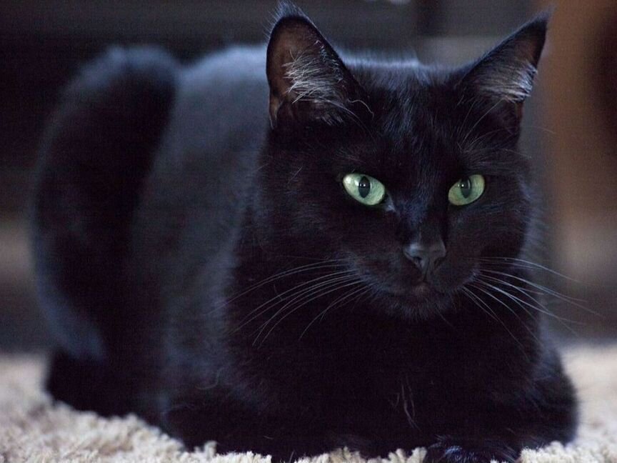 Зеленоглазый чёрный кот