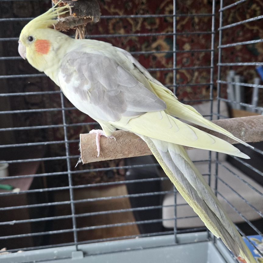 Кореллы взрослые (самец и самка)