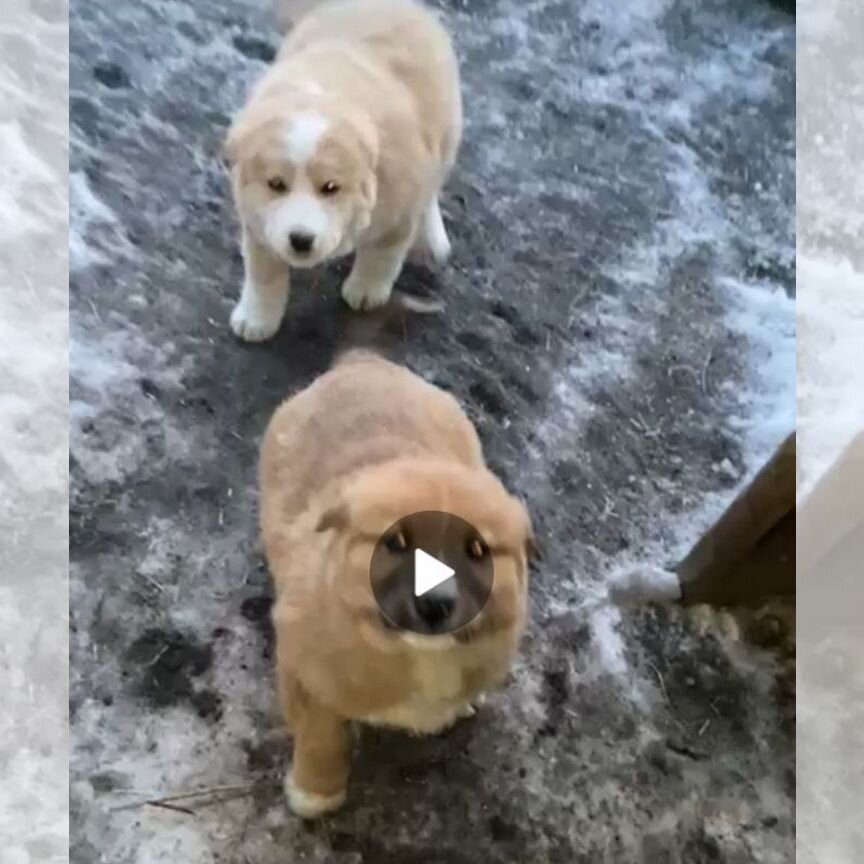 Отдам в добрые руки, смесь алабая