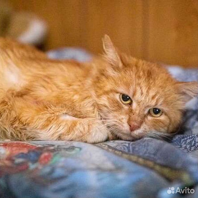 Лакк ищет дом