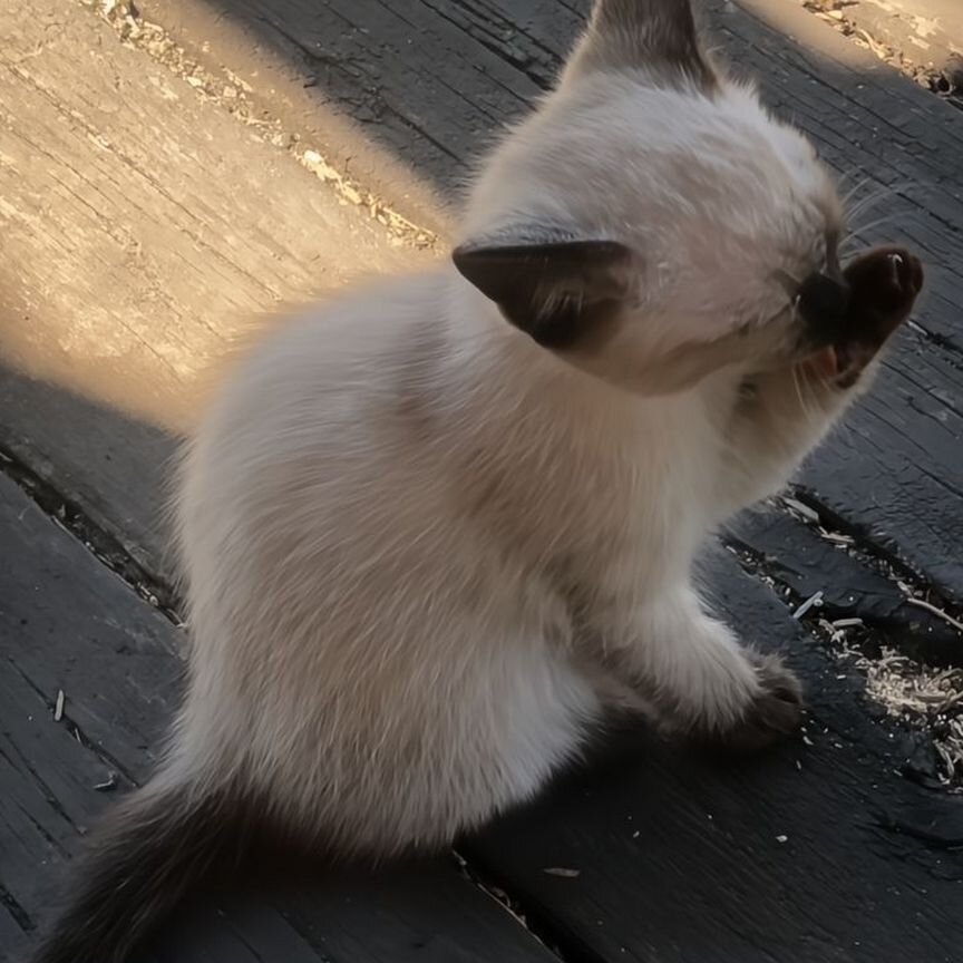 Сиамский котёнок
