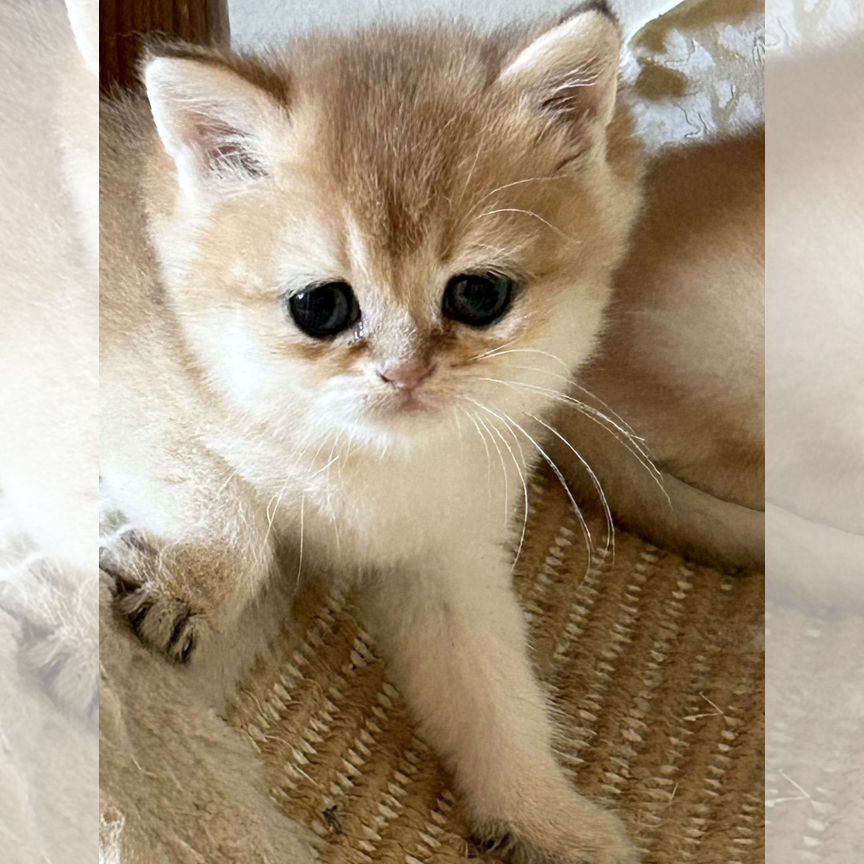Кошечка, золотая шиншилла