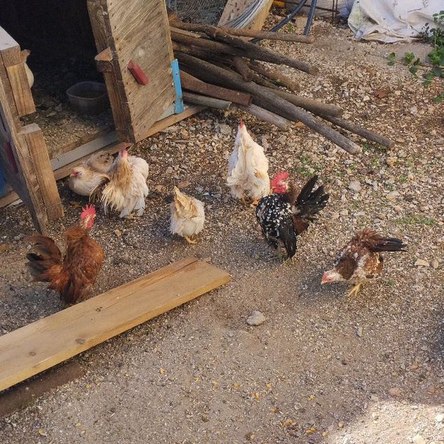 Куры Серамы