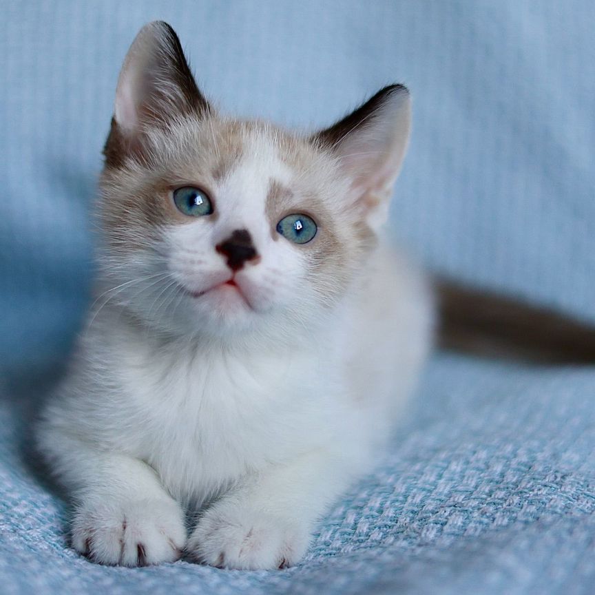 Сноу-Шу котёнок