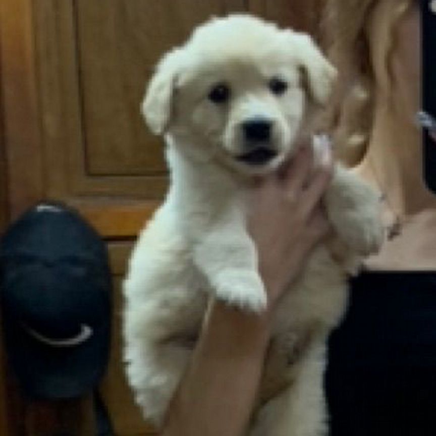 Отдам в добрые руки шенка