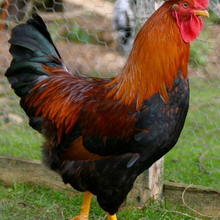 Продам Молодых Петухов 9 голов