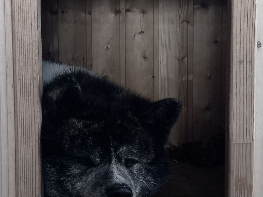 Тигровый кобель Акита-ину