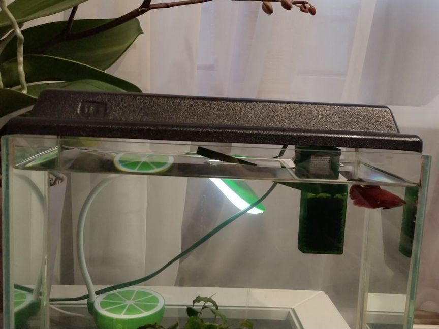 Аквариум с рыбкой и лягушками