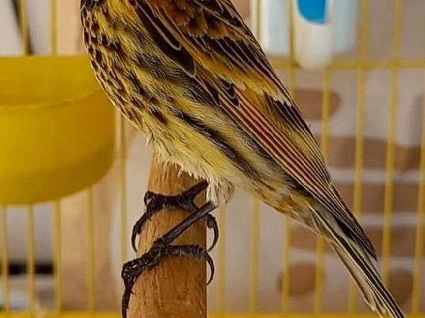 Красношапочный вьюрок