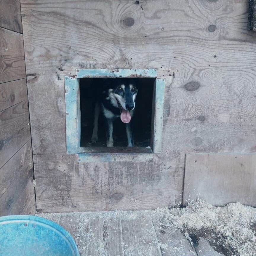 Собака из приюта в добрые руки