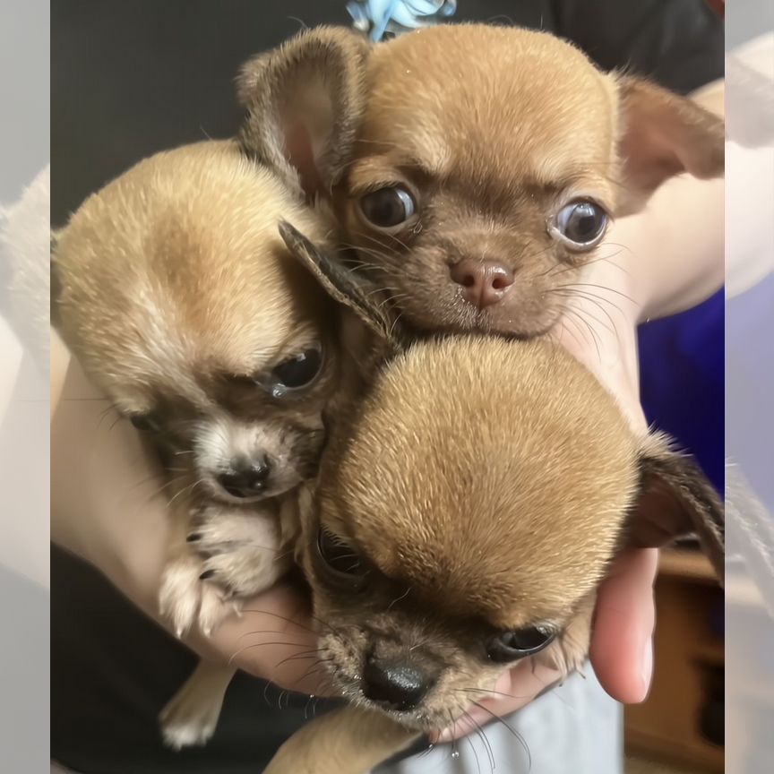 Чихуахуа, щенок