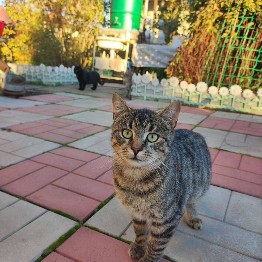 Трёхцветный котик