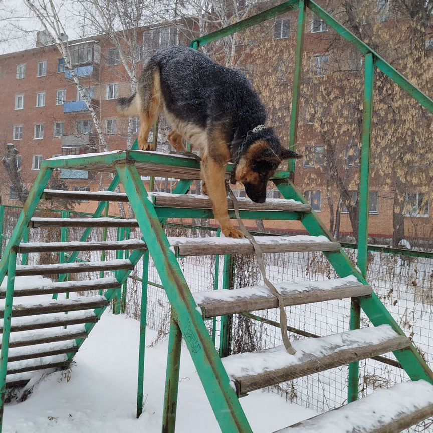 Щенки немецкой овчарки