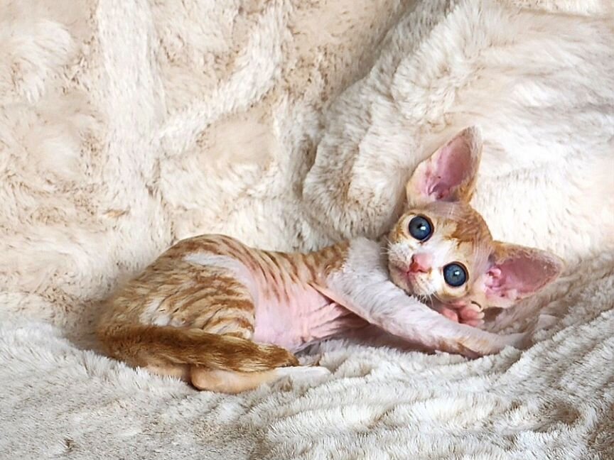 Котята девон-рекс