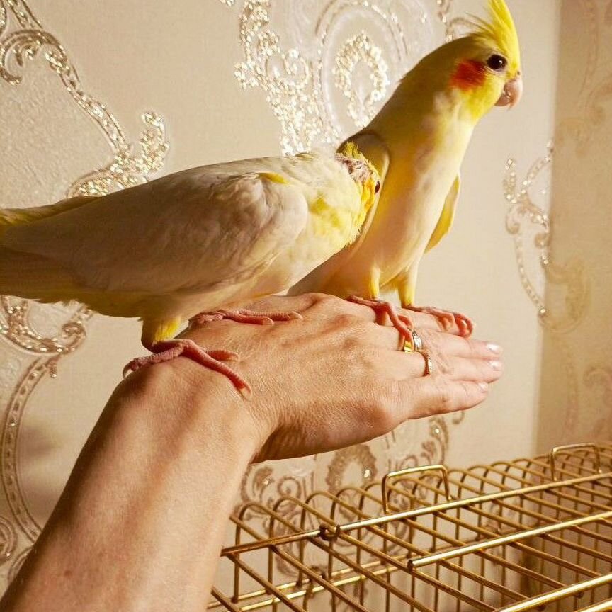 Птенцы корелла лютино