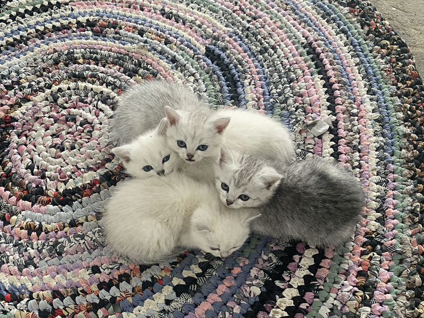 Британские котята