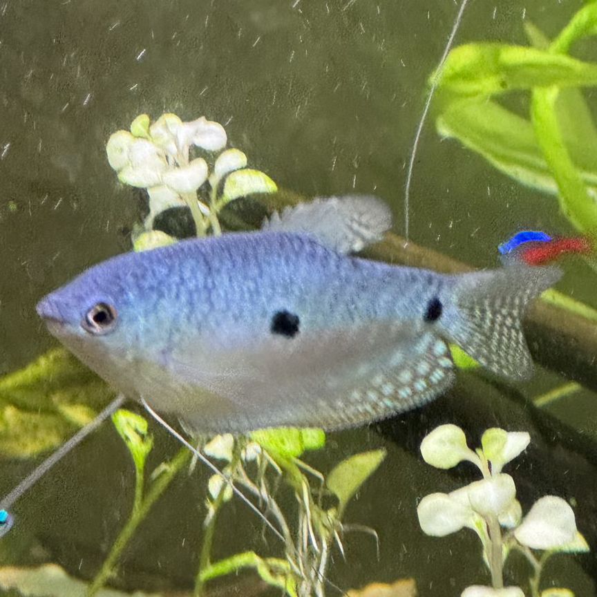 Аквариумные рыбки