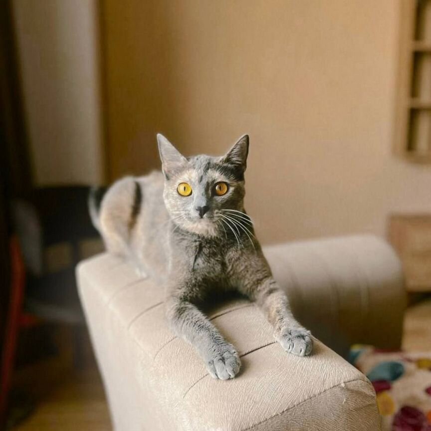 Кошка в добрые руки