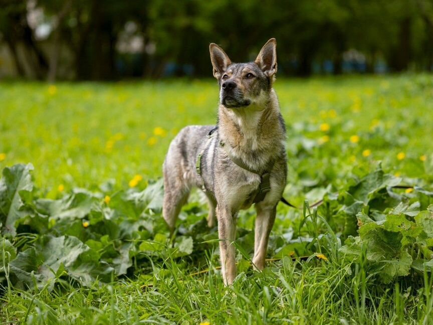 Волчица Тала ищет дом