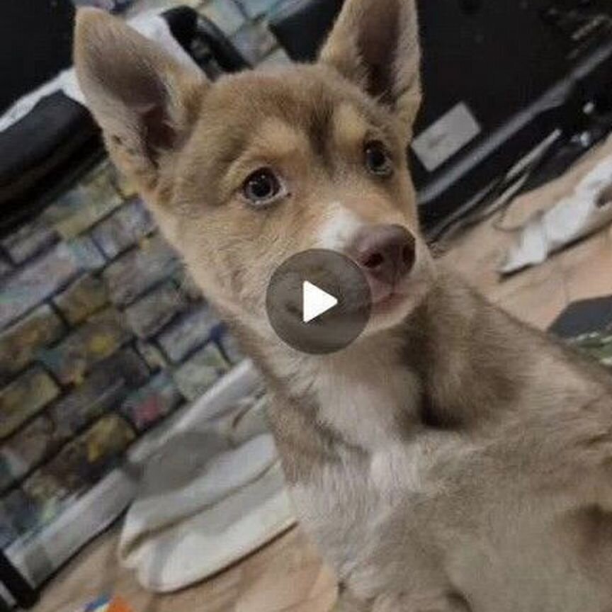 Щенок в добрые руки