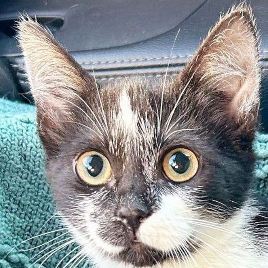 Котёнок девочка в добрые руки