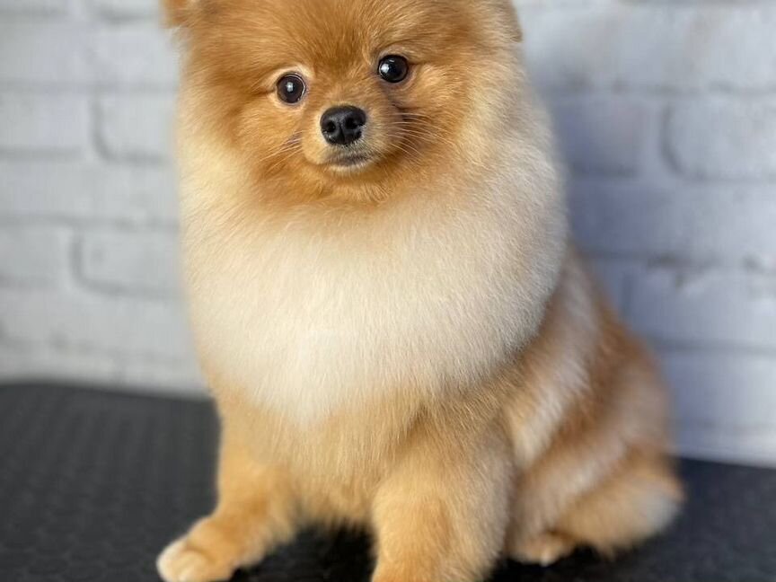 Померанский шпиц вязка