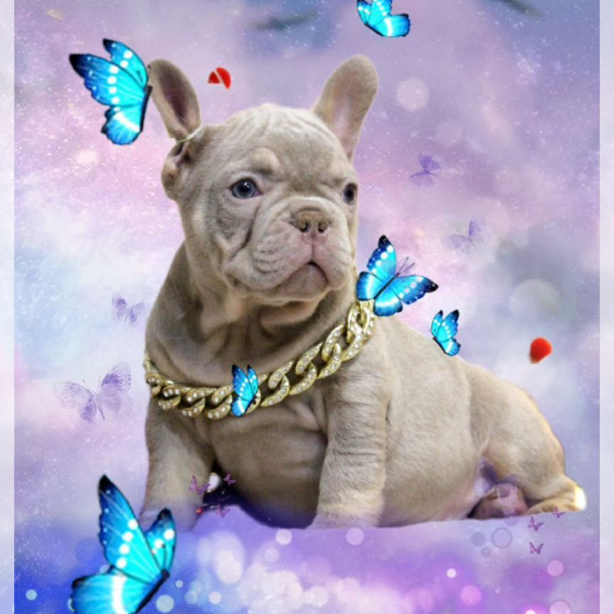 Шикардосик