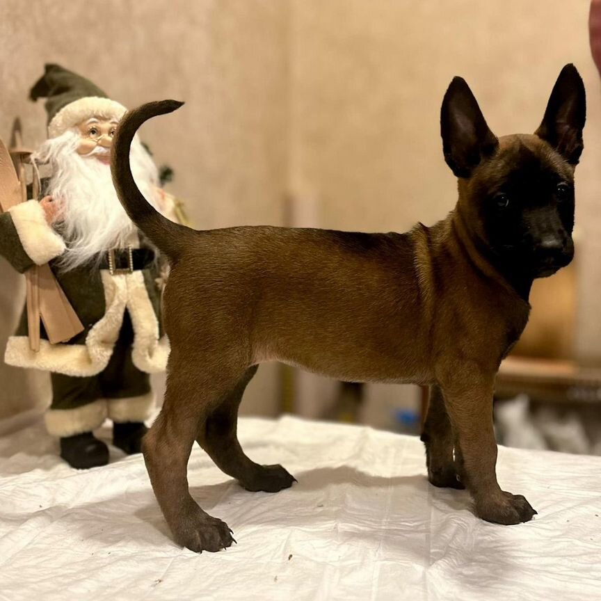 Эксклюзивние Щенки бельгийской овчарки малинуа