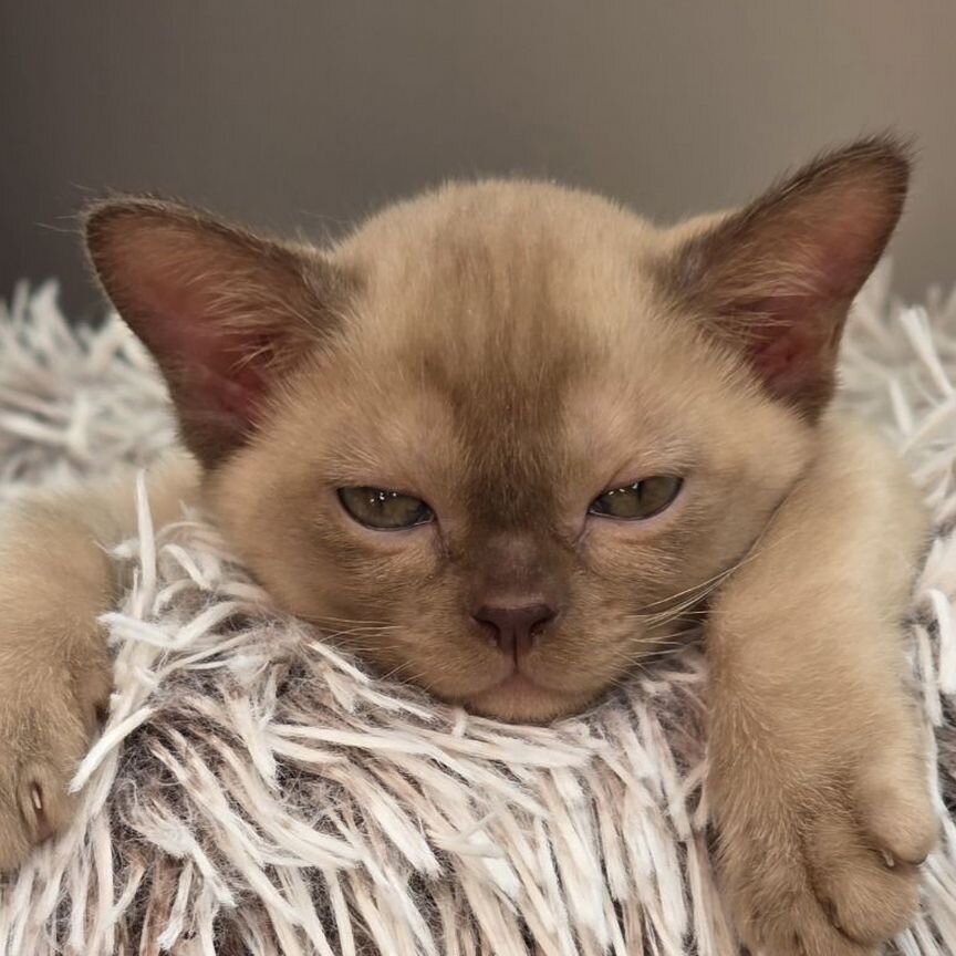 Европейский бурманский котёнок