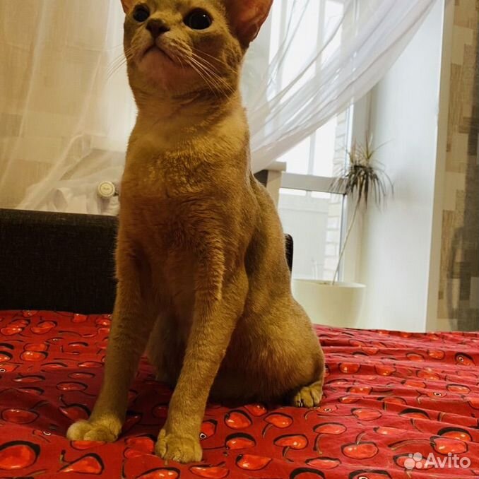 Абиссинский котик